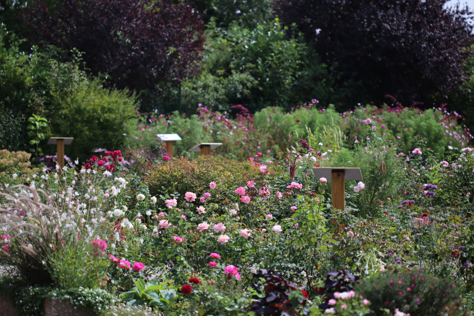 Roseraie Warren Millington - rumes-online.be